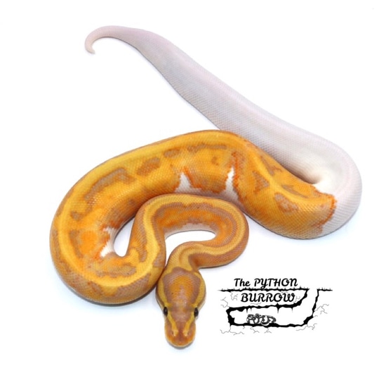 Coral Glow GeneX Pied (Female Maker) Ball Python by The Python Burrow LLC