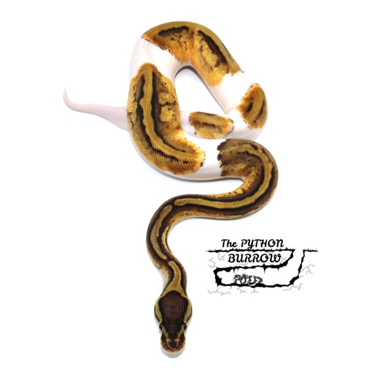 GeneX Pastel Pied Ball Python by The Python Burrow LLC
