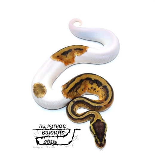 GeneX Pastel Pied Ball Python by The Python Burrow LLC