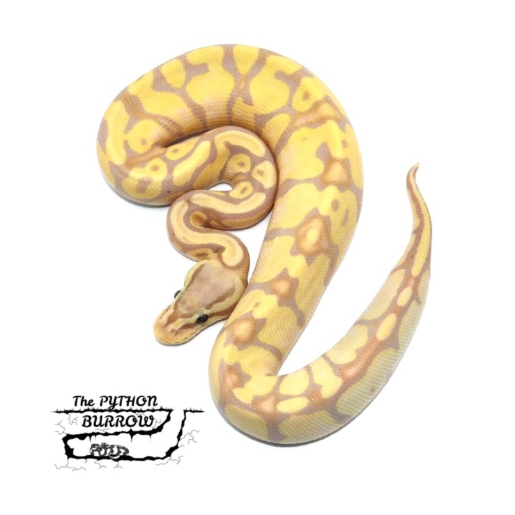 Coral Glow Enchi Pos GeneX Pastel Het Pied (Female Maker) Ball Python ...