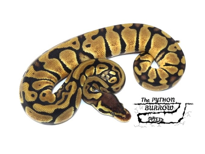 Enchi Poss GeneX Pastel Het Pied Ball Python by The Python Burrow LLC ...