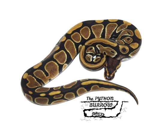 100% Het Piebald Ball Python by The Python Burrow LLC
