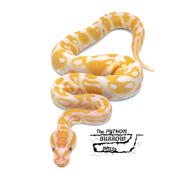 Lavender Albino Ball Python by The Python Burrow LLC - MorphMarket
