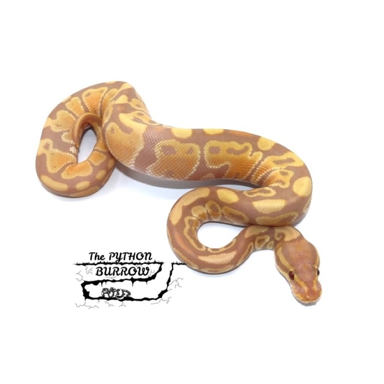 Banana Ultramel Ph Hypo Ball Python by The Python Burrow LLC
