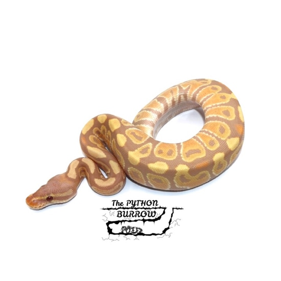 Banana Ultramel Ph Hypo Ball Python by The Python Burrow LLC
