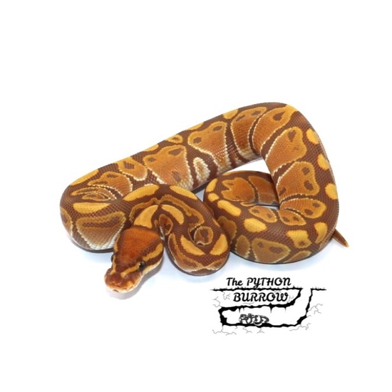 Ultramel Ph Hypo Ball Python by The Python Burrow LLC