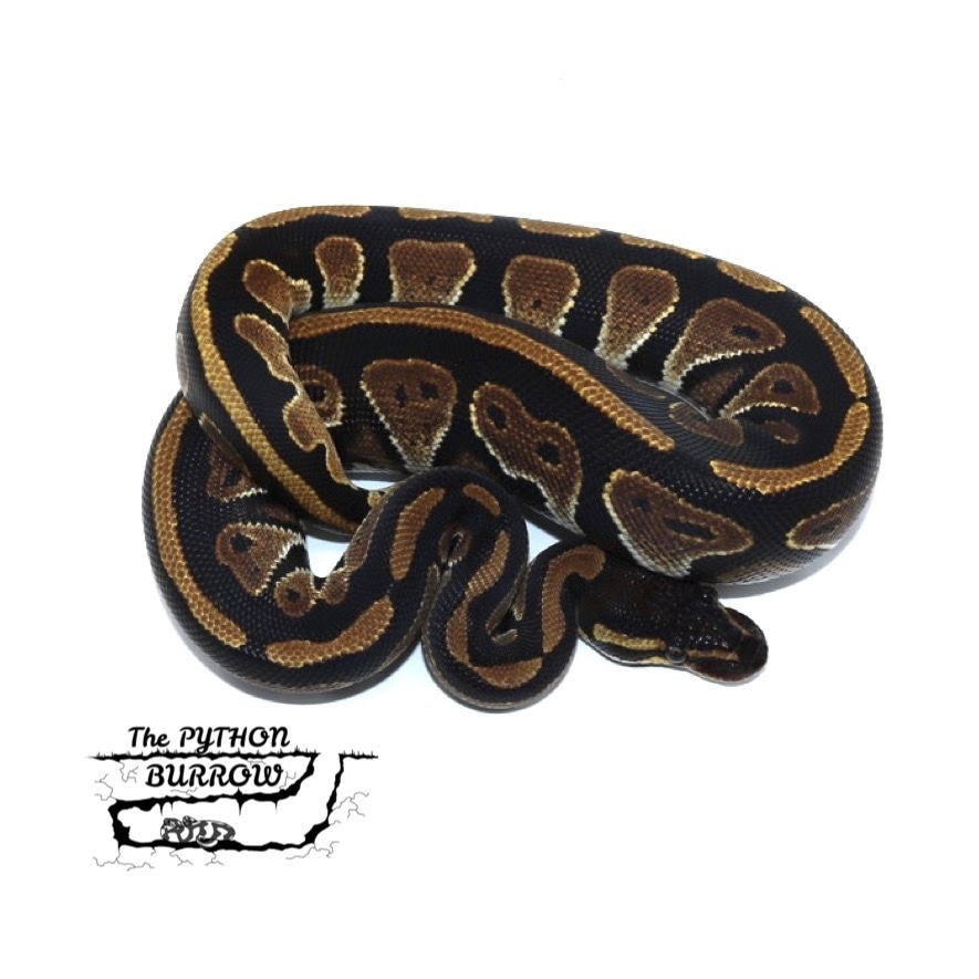 Black Head Ball Python by The Python Burrow LLC - MorphMarket