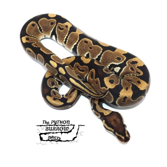 Double Het Axanthic (VPI)/Lavender Ball Python by The Python Burrow LLC