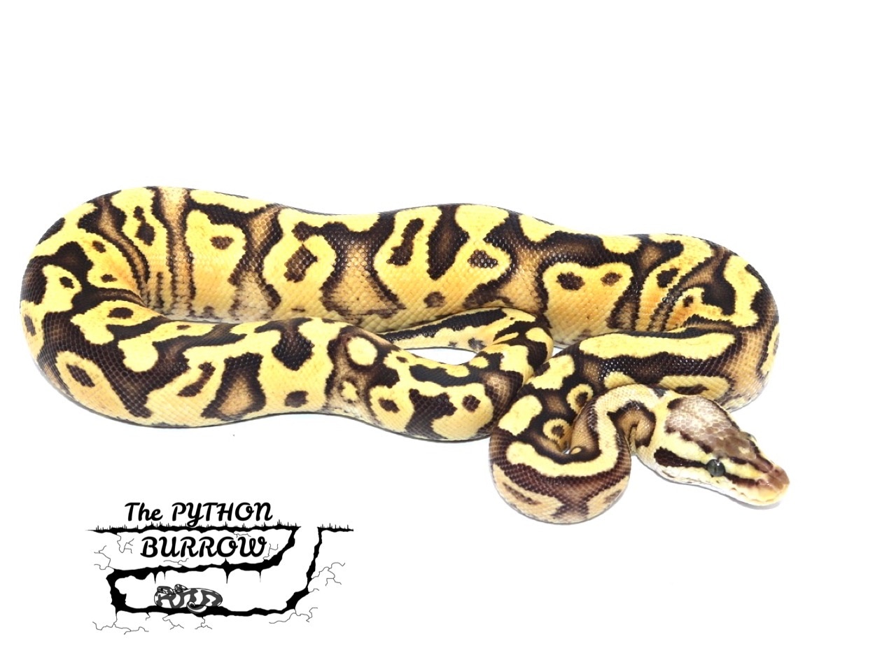 Firefly Yellow Belly 50% Het Clown Ball Python by The Python Burrow LLC ...