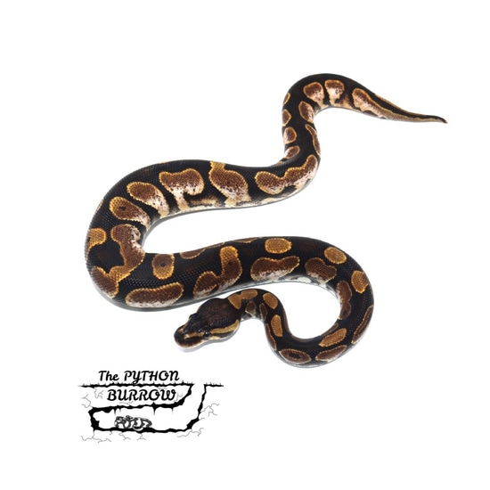 Calico Ball Python by The Python Burrow LLC