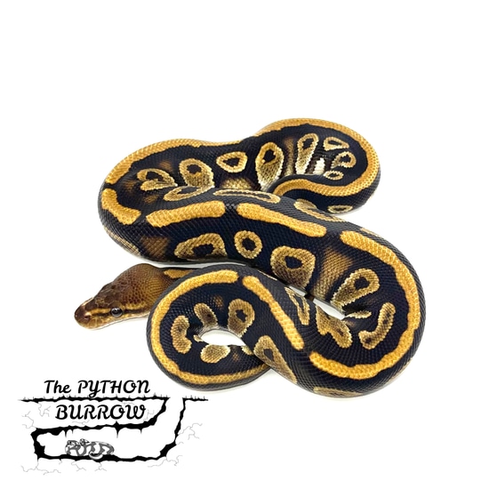 Cypress Ball Python by The Python Burrow LLC
