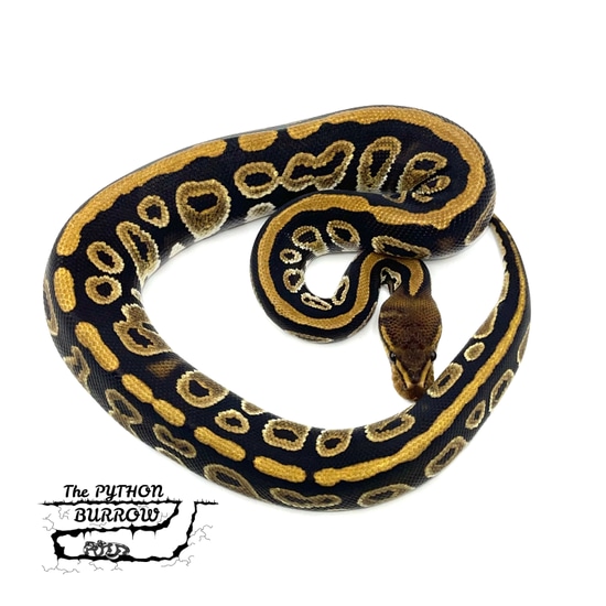 Cypress Ball Python by The Python Burrow LLC