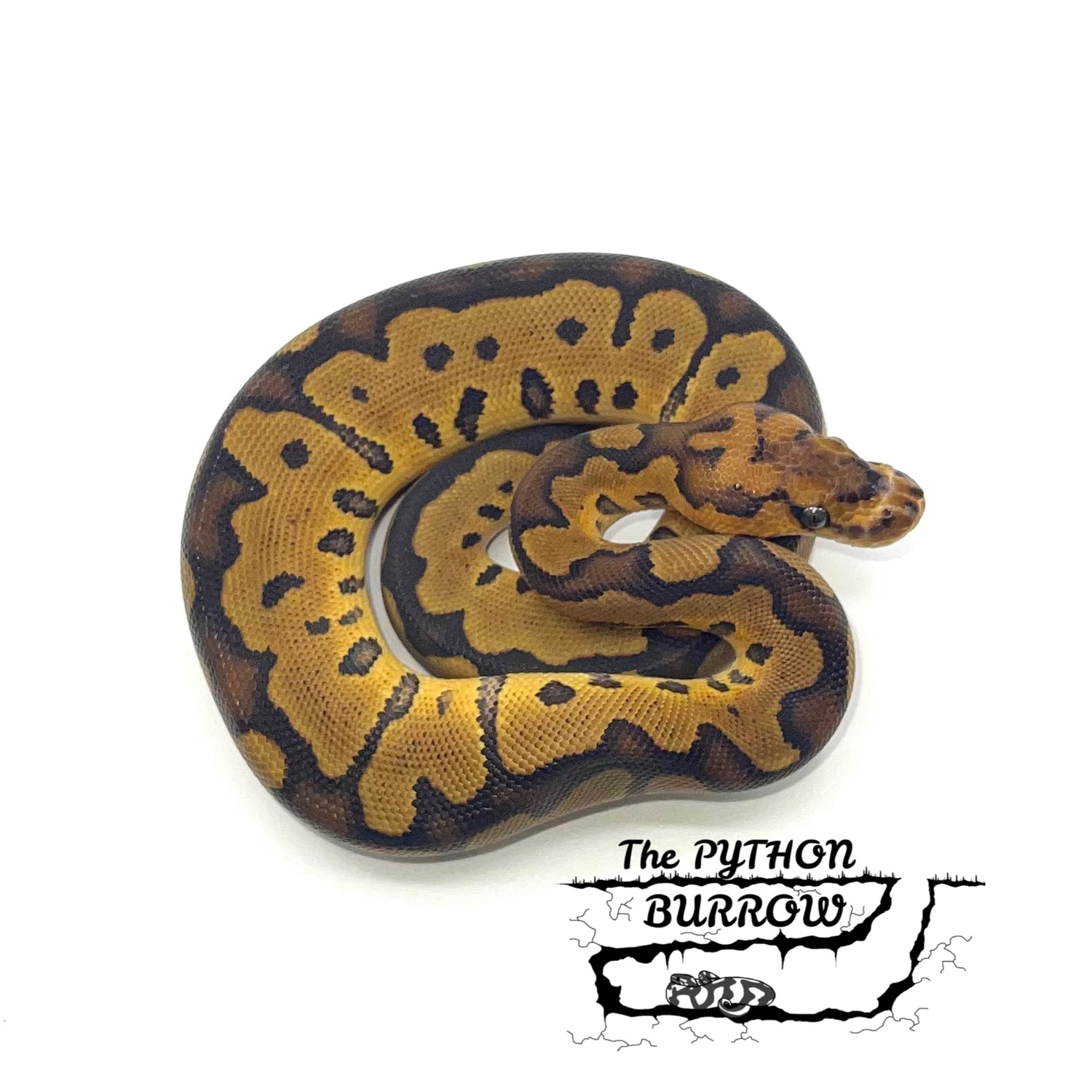 Clown Ball Python by The Python Burrow LLC - MorphMarket
