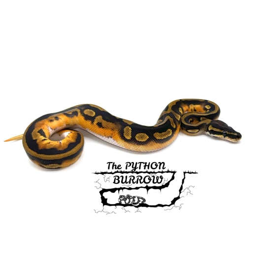 Pied Het DG Ball Python by The Python Burrow LLC