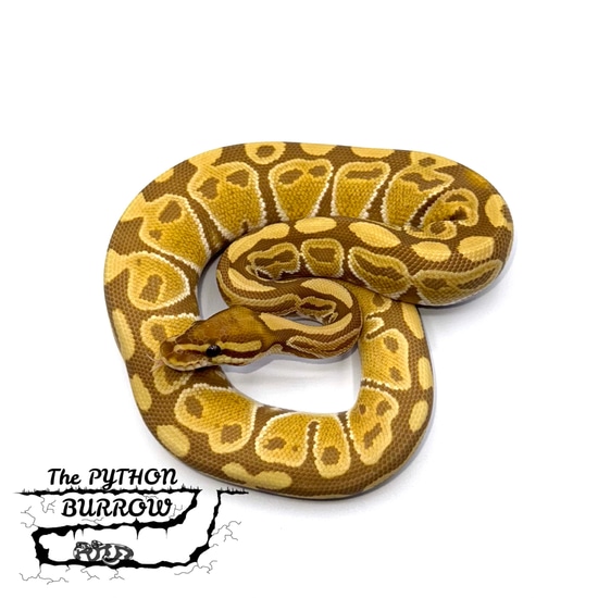 Ultramel Ph Hypo Ball Python by The Python Burrow LLC