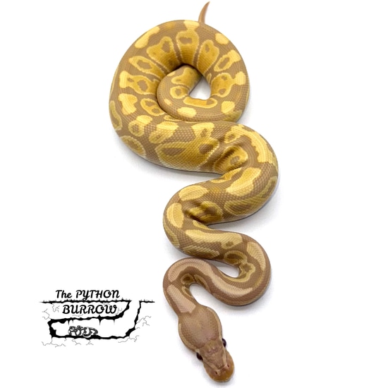 Banana Ultramel Ph Hypo Ball Python by The Python Burrow LLC