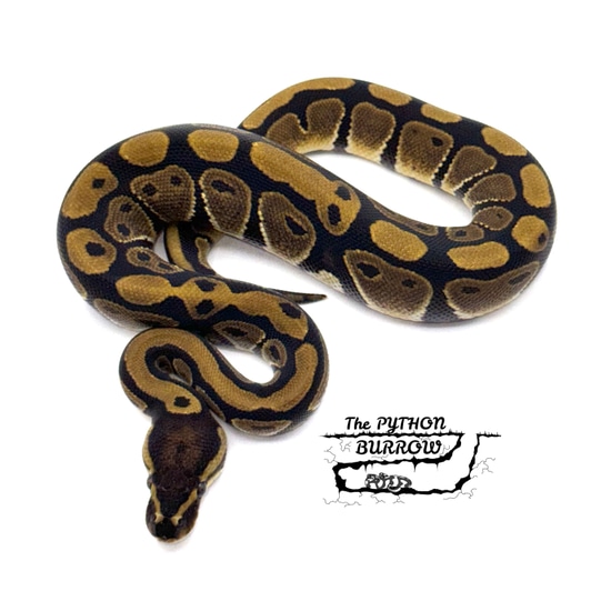 Het Desert Ghost Ph Cryptic Ball Python by The Python Burrow LLC
