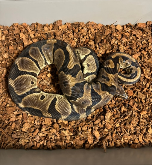 Leopard ⚡️PROVEN BREEDER⚡️ Ball Python by The Python Burrow LLC