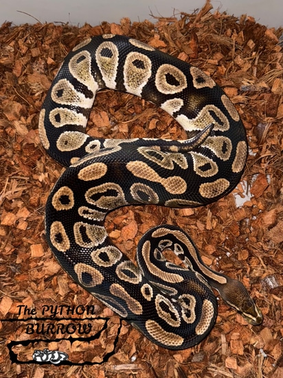 Cypress Ball Python by The Python Burrow LLC