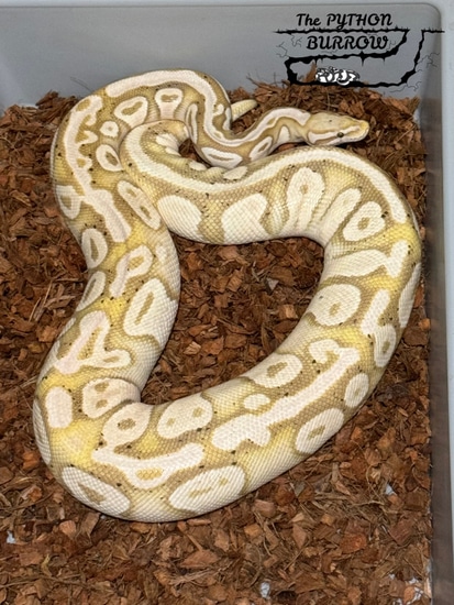 Coral Glow Pos GeneX Pastel Het Pied 🥚PROVEN BREEDER🥚 Ball Python by ...