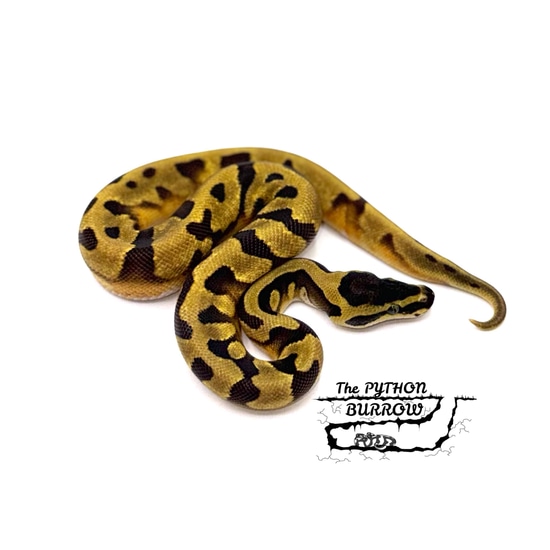 Super Enchi GeneX Pied Ball Python by The Python Burrow LLC