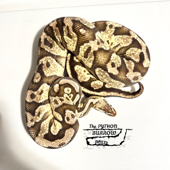 Firefly Yellowbelly 🥚PROVEN🥚 Ball Python by The Python Burrow LLC