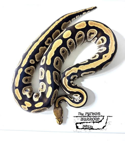 Cypress Ball Python by The Python Burrow LLC