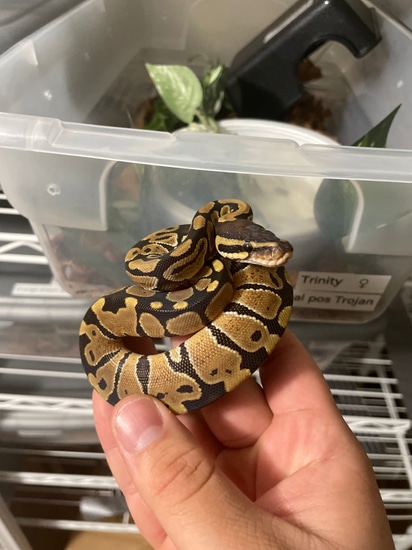 Normal 50% OFF SHIPPING!! Ball Python by Friendswood Exotics