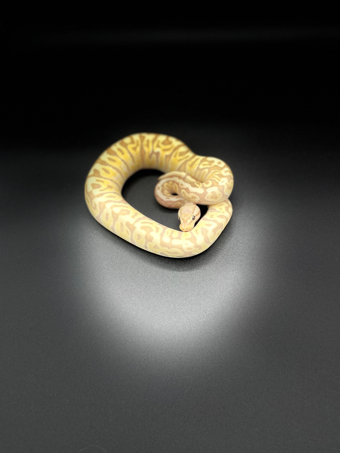 Super Pastel Banana HGW Ball Python by Friendswood Exotics - MorphMarket