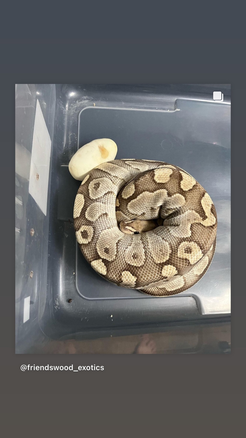Fire Lesser Het Hypo Ball Python by Friendswood Exotics - MorphMarket