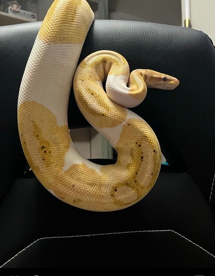 Banana Piebald Ball Python by Friendswood Exotics