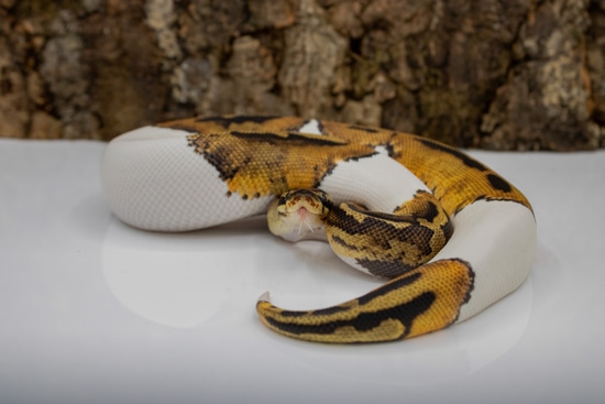 Piebald Het Lavender Albino RTB Ball Python by Friendswood Exotics