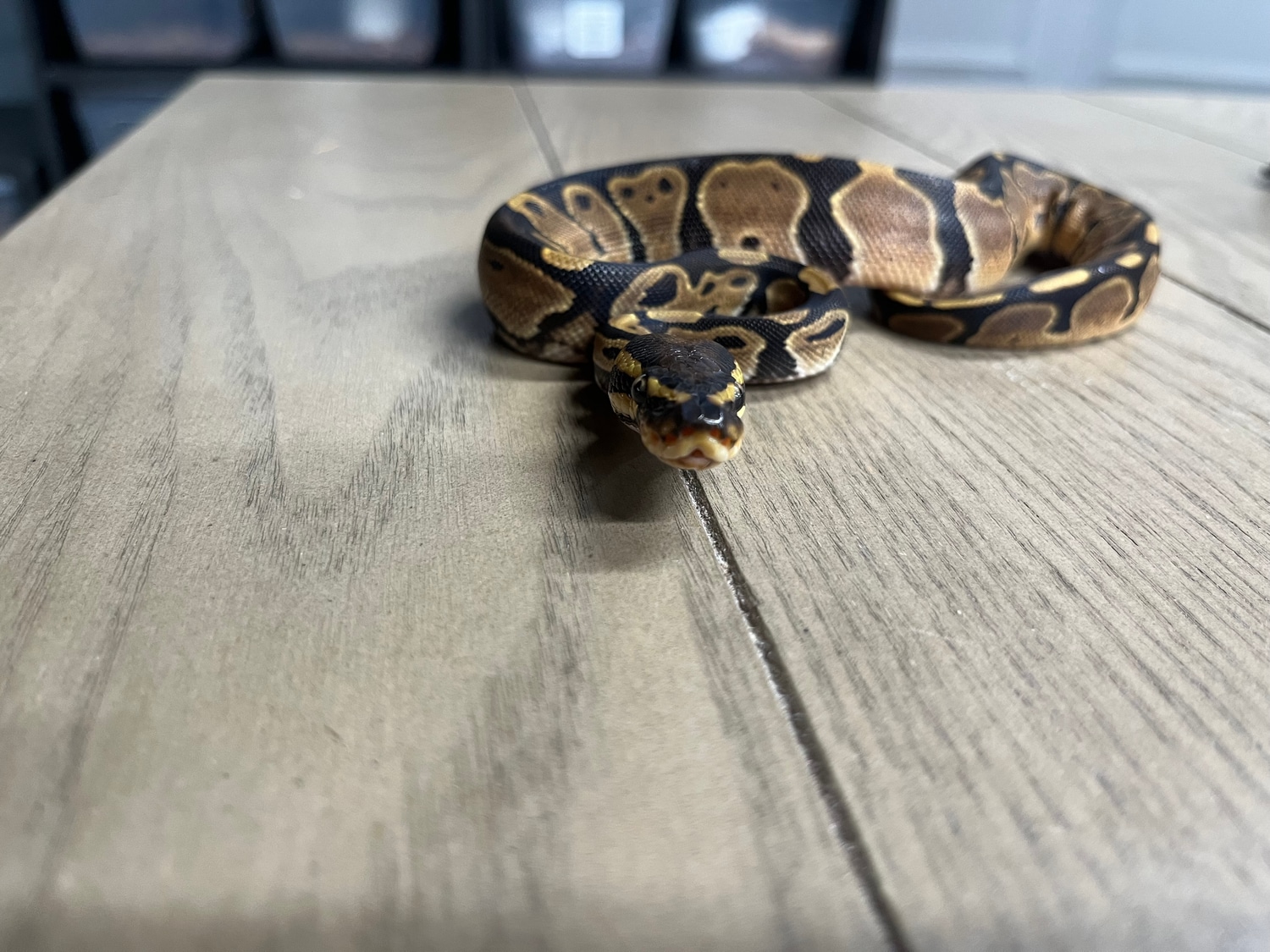 Enchi Het Pied Ball Python by Friendswood Exotics - MorphMarket