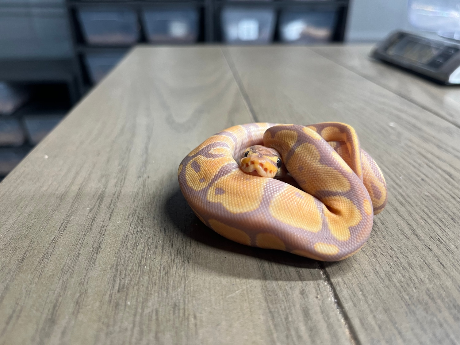 Banana Het Pied Ball Python by Friendswood Exotics - MorphMarket