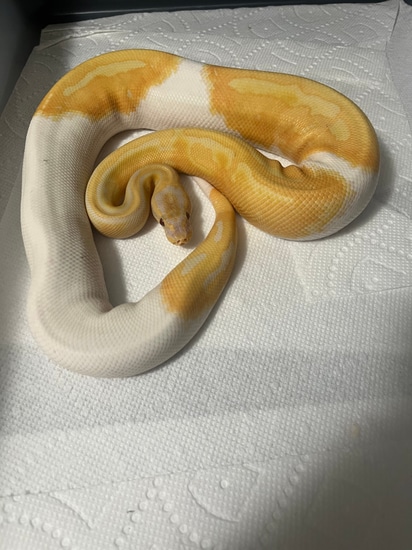 Dreamsicle Lavender Albino Pied Ball Python by Friendswood Exotics