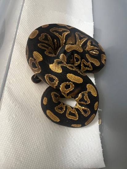 Black Head Yellow Belly Het Clown Ball Python by Friendswood Exotics