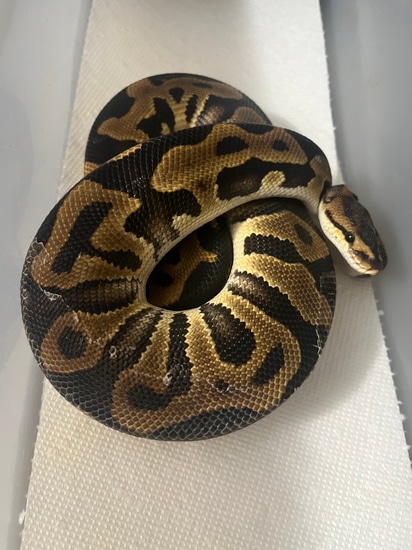 Leopard Crypton Het Desert Ghost Ball Python by Friendswood Exotics