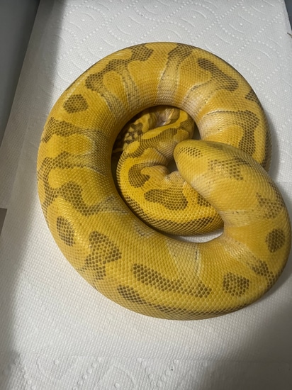 Butter Enchi Vanilla Yellow Belly Orange Dream Het Clown Pos Het Hypo Ball Python by Friendswood ...