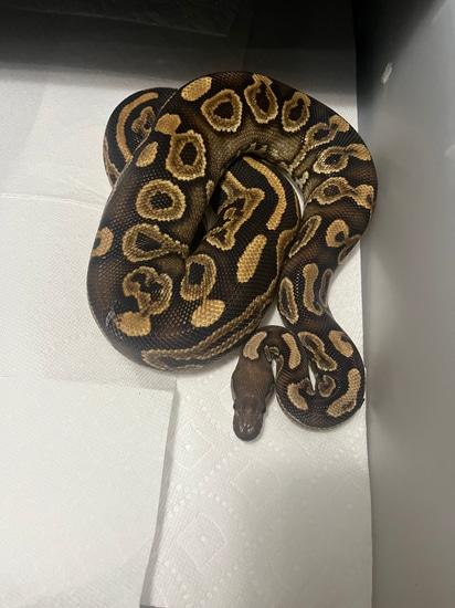 Jedi Black Pastel Yellow Belly Ball Python by Friendswood Exotics