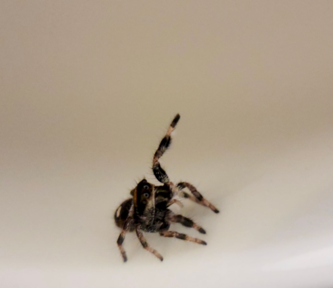 I5/i6 Regal Jumping Spider Juveniles (P. Regius) True Spider by 8 ...