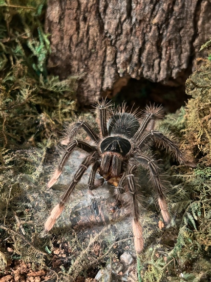 Theraphosa Apophysis - Pinkfoot Goliath 3.5” Tarantula by 8-Legged ...
