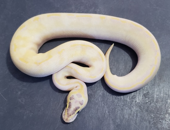 Pastel Enchi Puma Poss Orange Dream Ball Python by JGA Exotics