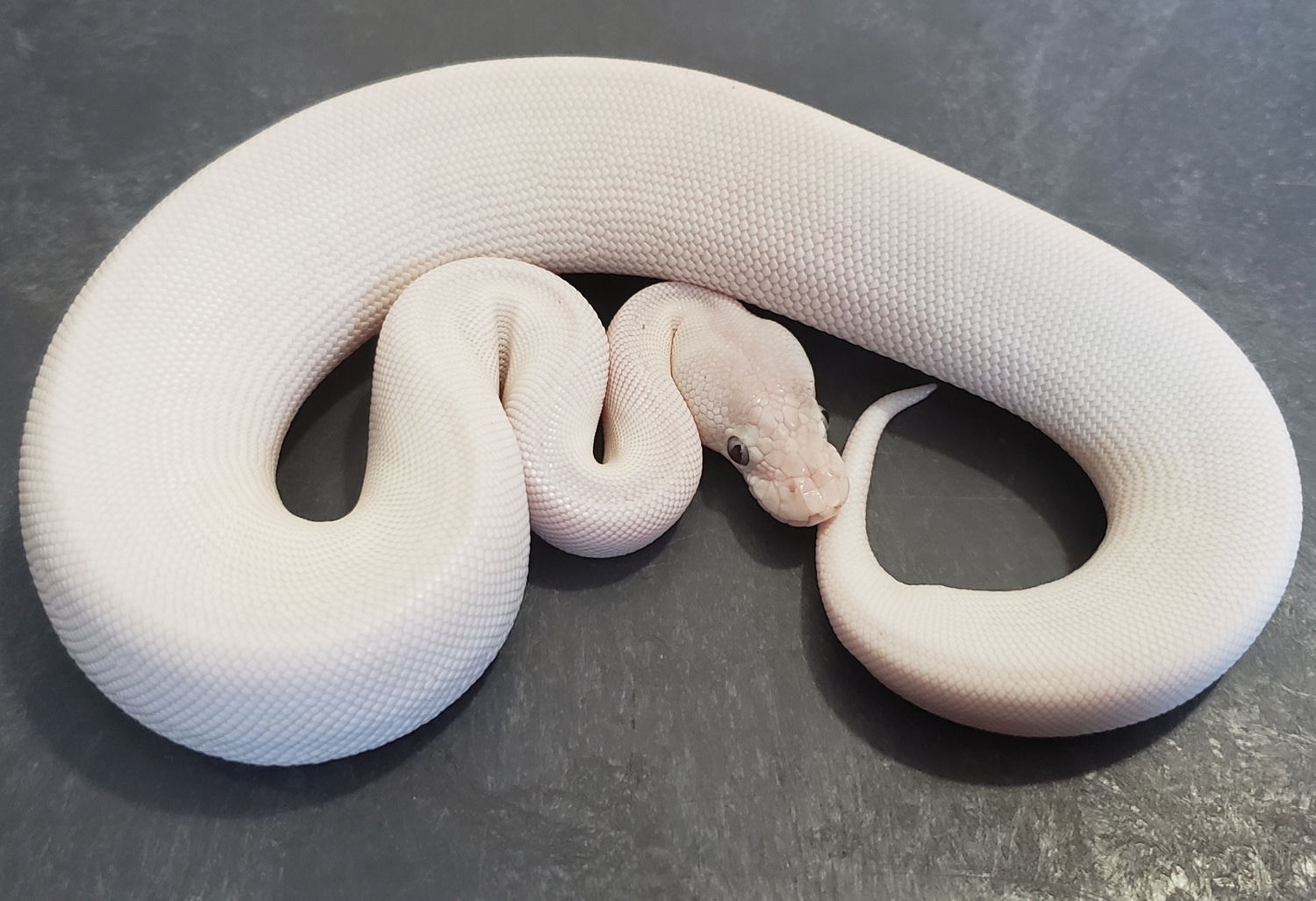 Orange Dream Super Mojave 100% Het Pied 66% Het Hypo Possible Pastel ...
