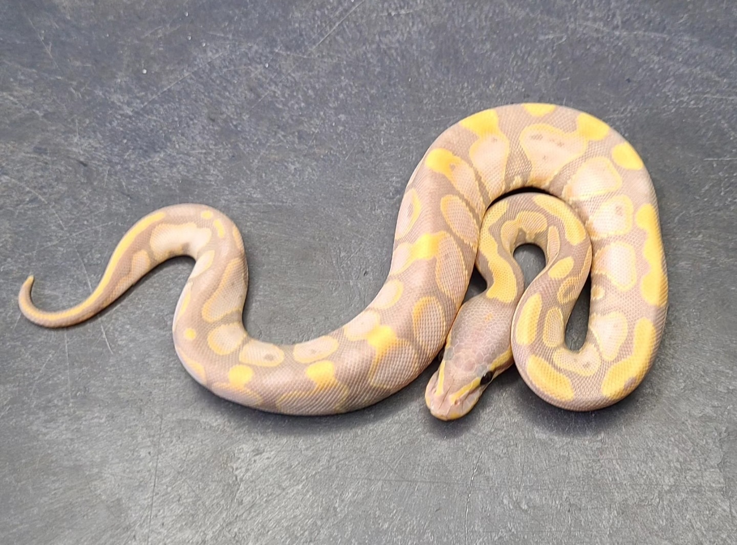 Banana Ball Python by JGA Exotics - MorphMarket