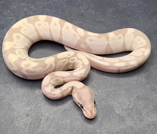Super Banana Ball Python by JGA Exotics