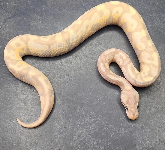 Super Banana Leopard Enchi Cinnamon Poss Yellowbelly Calico Ball Python ...