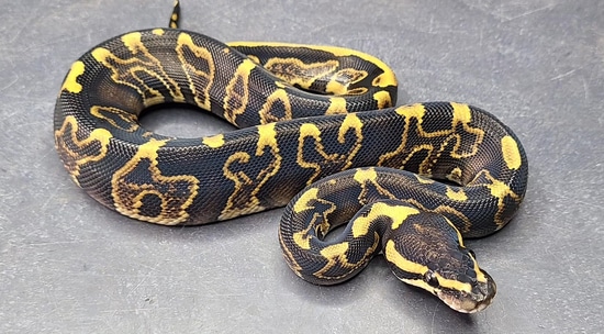 GHI Leopard Yellow Belly Ball Python by JGA Exotics