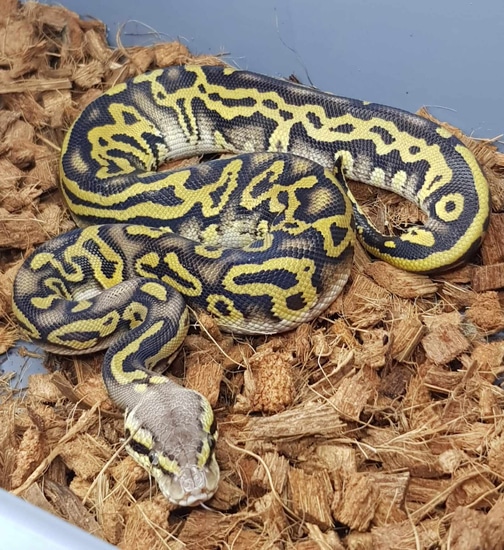 Phantom Leopard Pastel Het Clown Ball Python by JGDsnake
