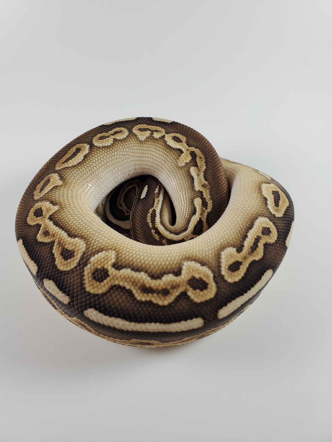 BlackPastel, Lesser,yellowbelly Het Albino, Pos Fader Ball Python by ...