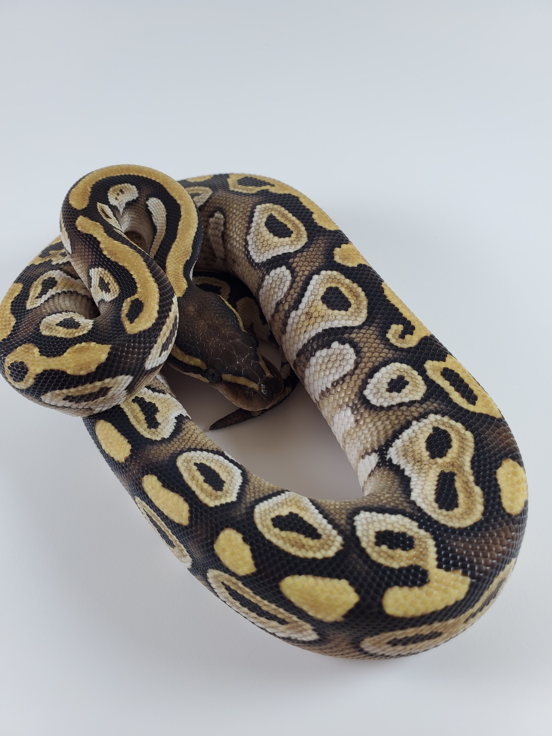 Pastave Ball Python by Ghost - MorphMarket